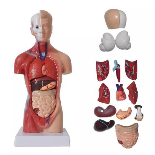 28CM Human Torso Anatomy Model Viscera Heart Brain Skeleton Medical ...