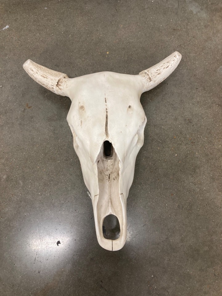 Decorative Longhorn Steer Skull With Removable Horns (Not Real) | eBay