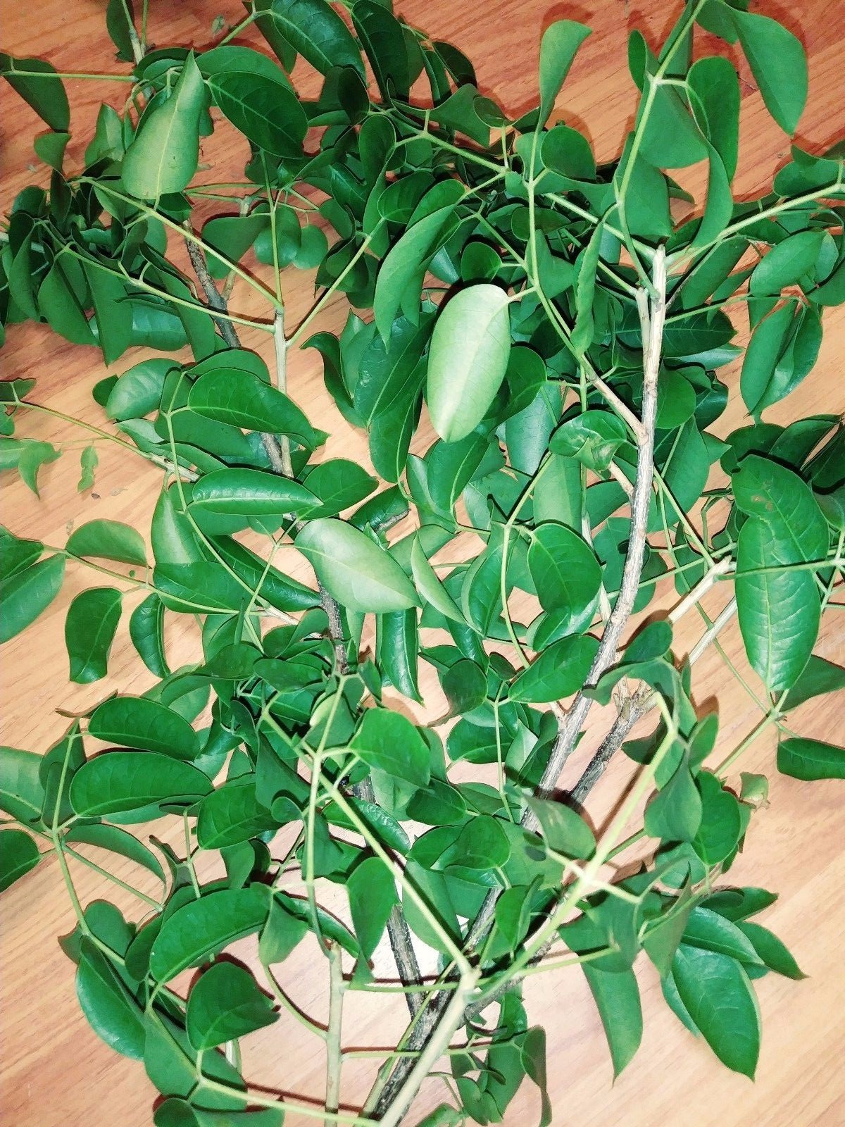 ALMACIGO PLANTA HIERBA religion yoruba ifa africana santeria | eBay