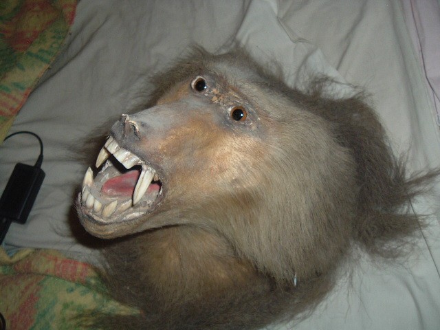 AWESOME! RARE LARGE REAL BABOON MONKEY W/ TEETH LONG JAW Taxidermy ...