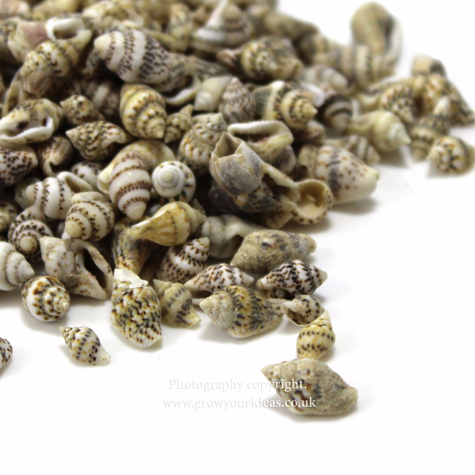 Dove seashells dotted and spotted. For crafts and terrariums | 50g ...