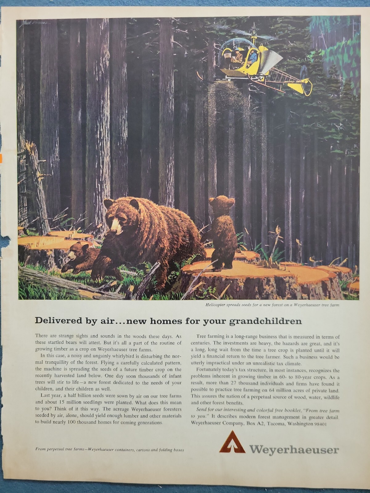 1964 Weyerhaeuser Company bears helicopter in forest tree farm vintage ...