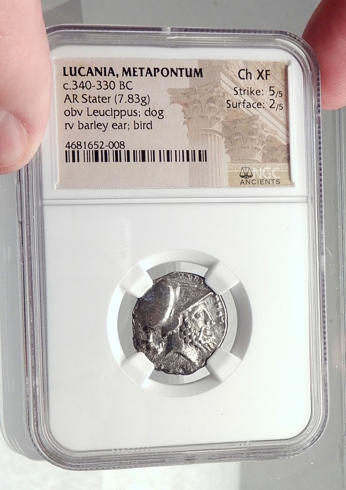 METAPONTION Metapontum in LUCANIA Silver 340BC Greek Coin w LEUKIPPOS ...