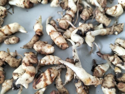 6 LARGE ARUM LILY TUBERS | eBay UK