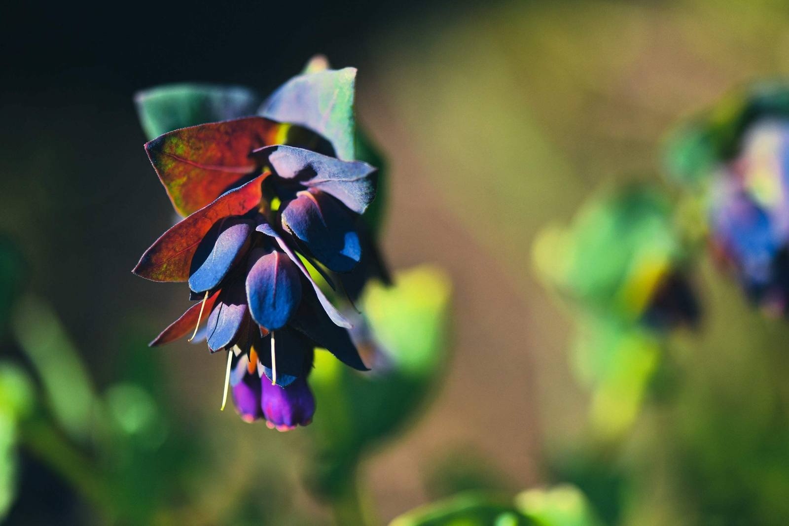 10 BLUE SHRIMP PLANT / HONEYWORT Cerinthe Major Flower Seeds *Flat S/H ...