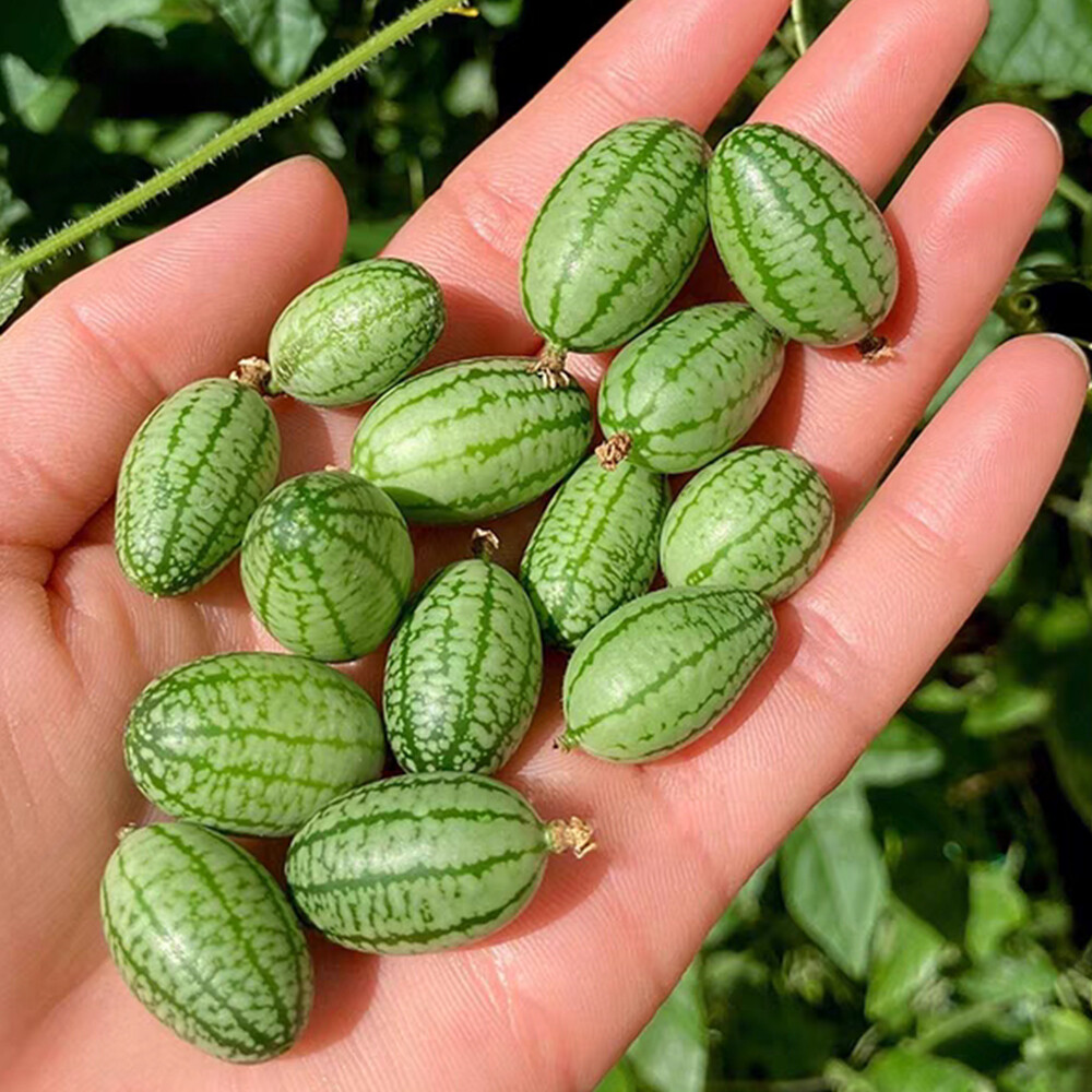 50pcs/bag Mini Thumb Watermelon Seeds Pulp Watermelon Organic Seeds ...