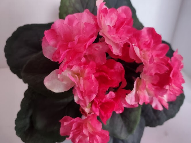 8" Artificial African violet (raspberry) without pot | eBay