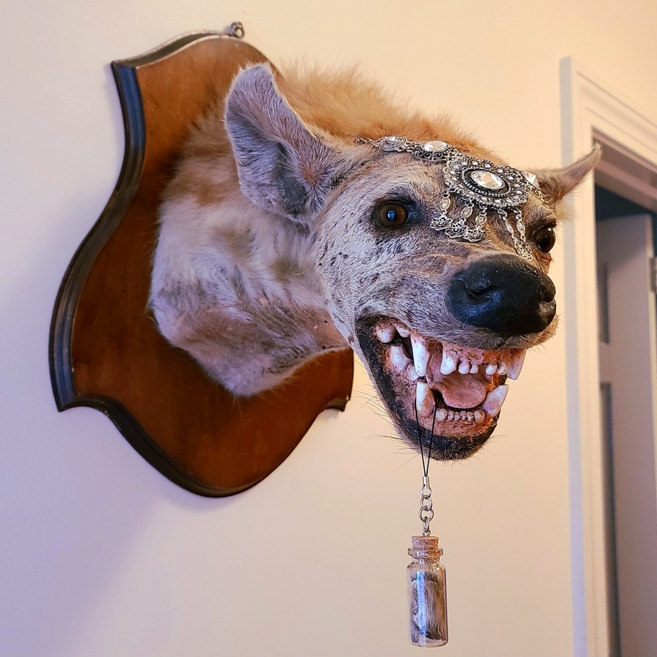 African Spotted Hyena Taxidermy Vintage Fur Keychain Charm Vulture ...
