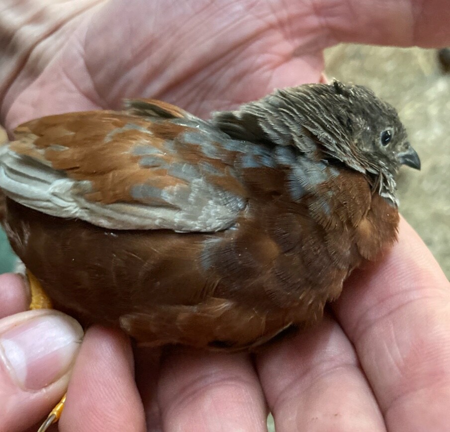 20 BUTTON QUAIL HATCHING EGGS chosen from 12+ colors Max of 2 orders at ...