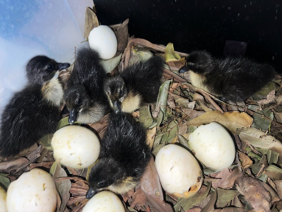 Cayuga Mix Duck Eggs One Half Dozen Fertile Hatching Eggs FREE 2 DAY ...