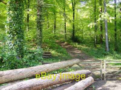 Photo 6x4 Forestry in Old Park near the A435 Rendcomb A convenient ...