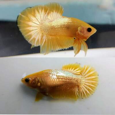hmpk yellow fancy betta fish MALE OR FEMALE OR BREEDING PAIR| | eBay