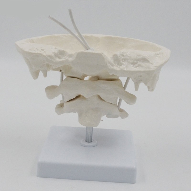 Model Educational Model Occiput Model Human Cervical Spine Model PVC ...