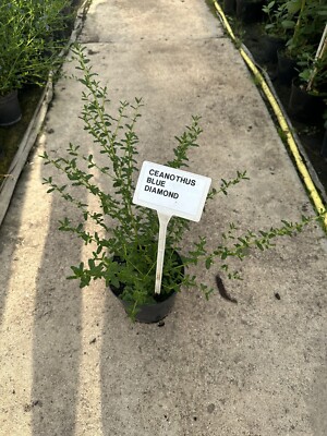 Ceanothus 'Blue Diamond’ Bush Shrub In 2 Litre Pot | eBay UK