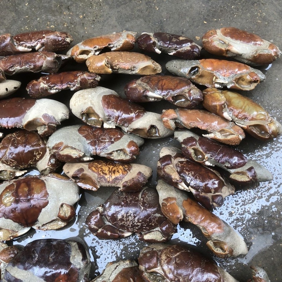 1PC Dinosaur Period Crab Fossil Paleontological Fossil Specimen | eBay