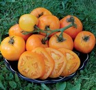 Moonglow Heirloom Tomato 20 Seeds Moon Gardens Simply Grown Beautifully ...