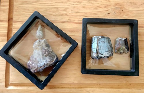 Allosaurus Teeth Sections Fossils Agatized | eBay