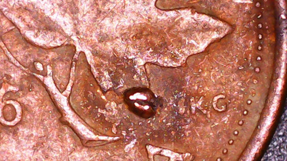 2006 CANADIAN SMALL CENT ERROR LOGO NO 'P' MARK MAGNETIC Improper ...
