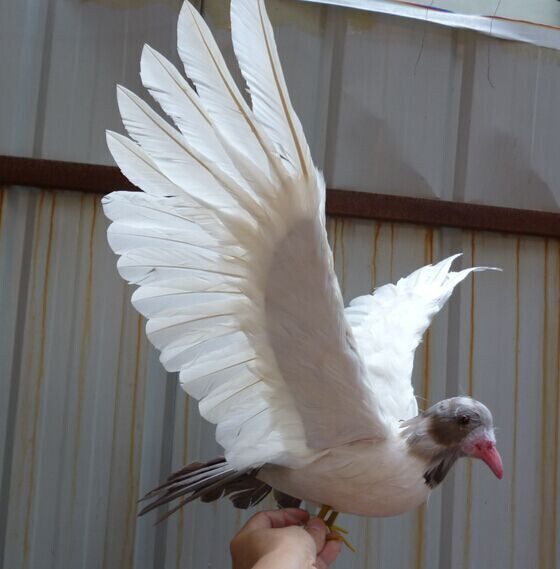 big real life wings dove model foam&feather gray bird gift about ...
