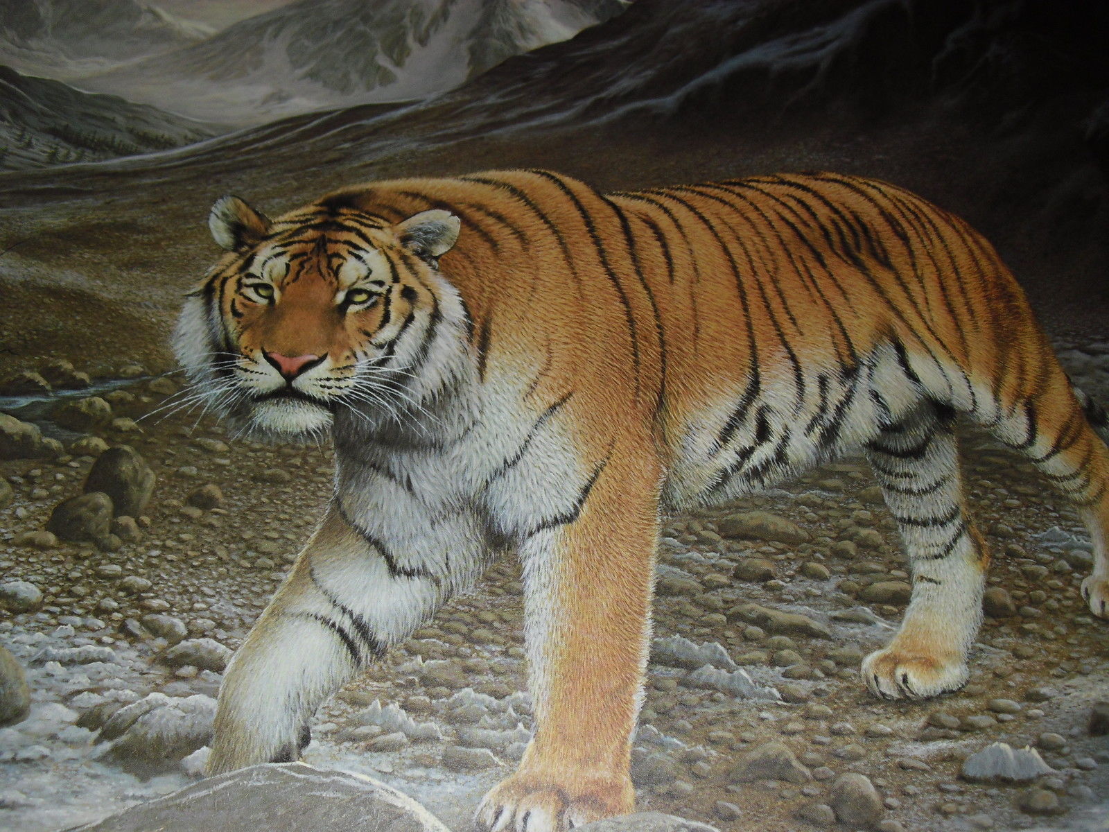 Charles Frace " Siberian Tiger " BEAUTIFUL! 1979 Limited Edition with ...