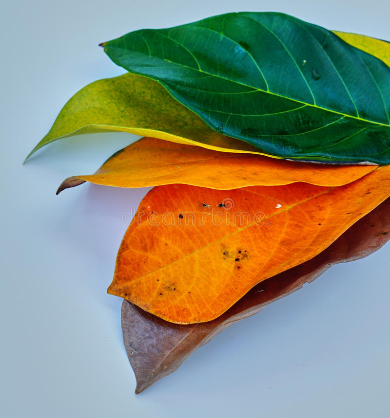 Jack Fruit leaf 50 pack | eBay