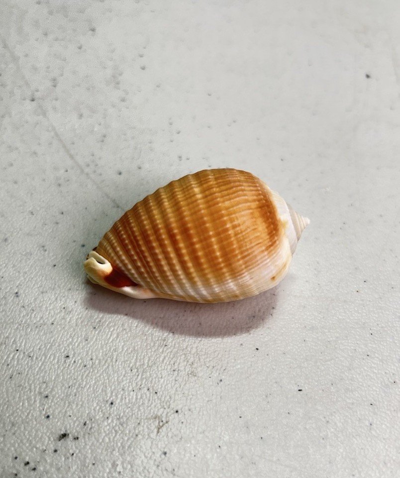 Cypraecassis testiculus Cowrie Helmet Snail Seashell Atlantic Coast USA ...