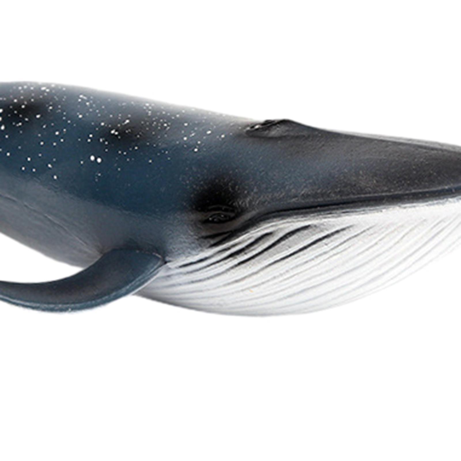 Simulation Toy, Sea Animal Figure Blue Whale Figurine Education Project ...