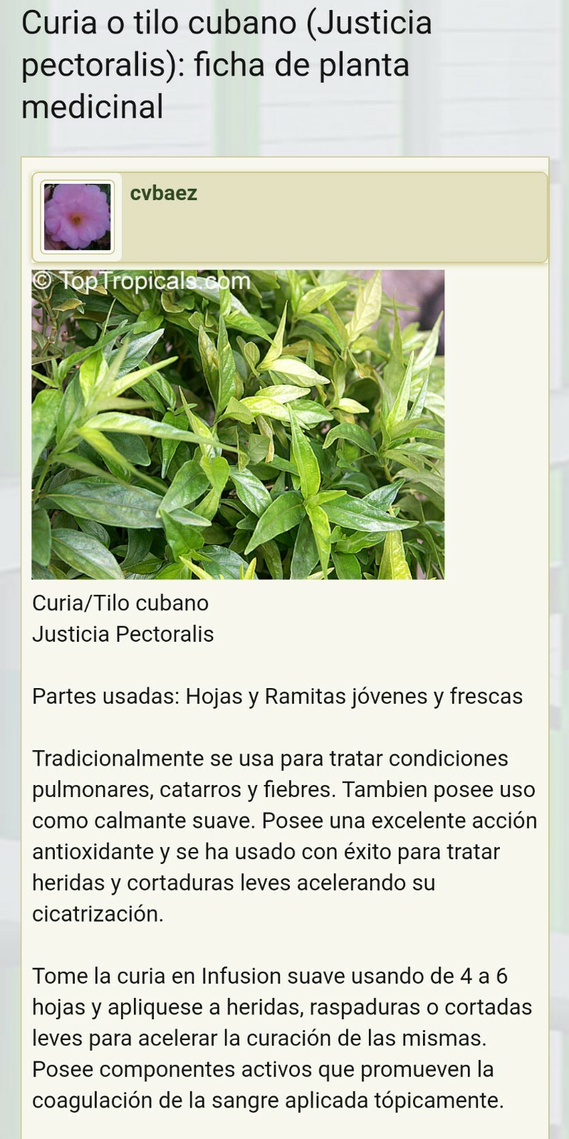 Curia O Tilo Cubano (Justicia Pectoralis): Ficha De Planta, 47% OFF