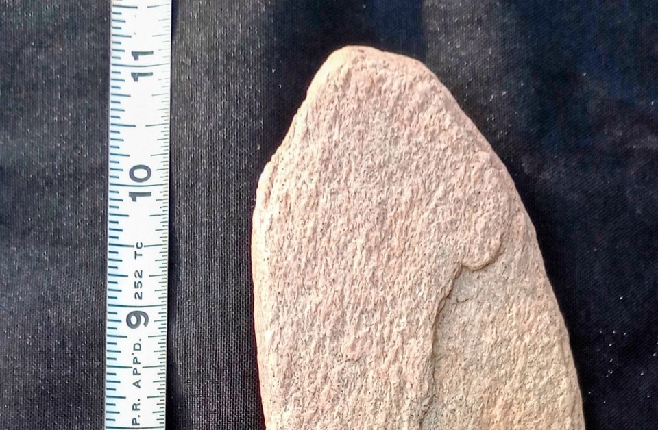 Dragonfly Wing Petrified Fossil Genuine | eBay