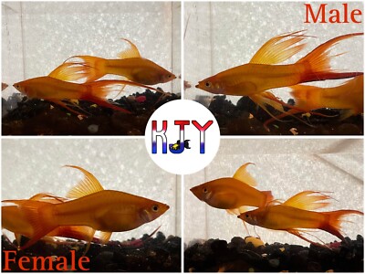 Marigold Lyretail Swordtail PAIR (1 MALE 1 FEMALE) | eBay