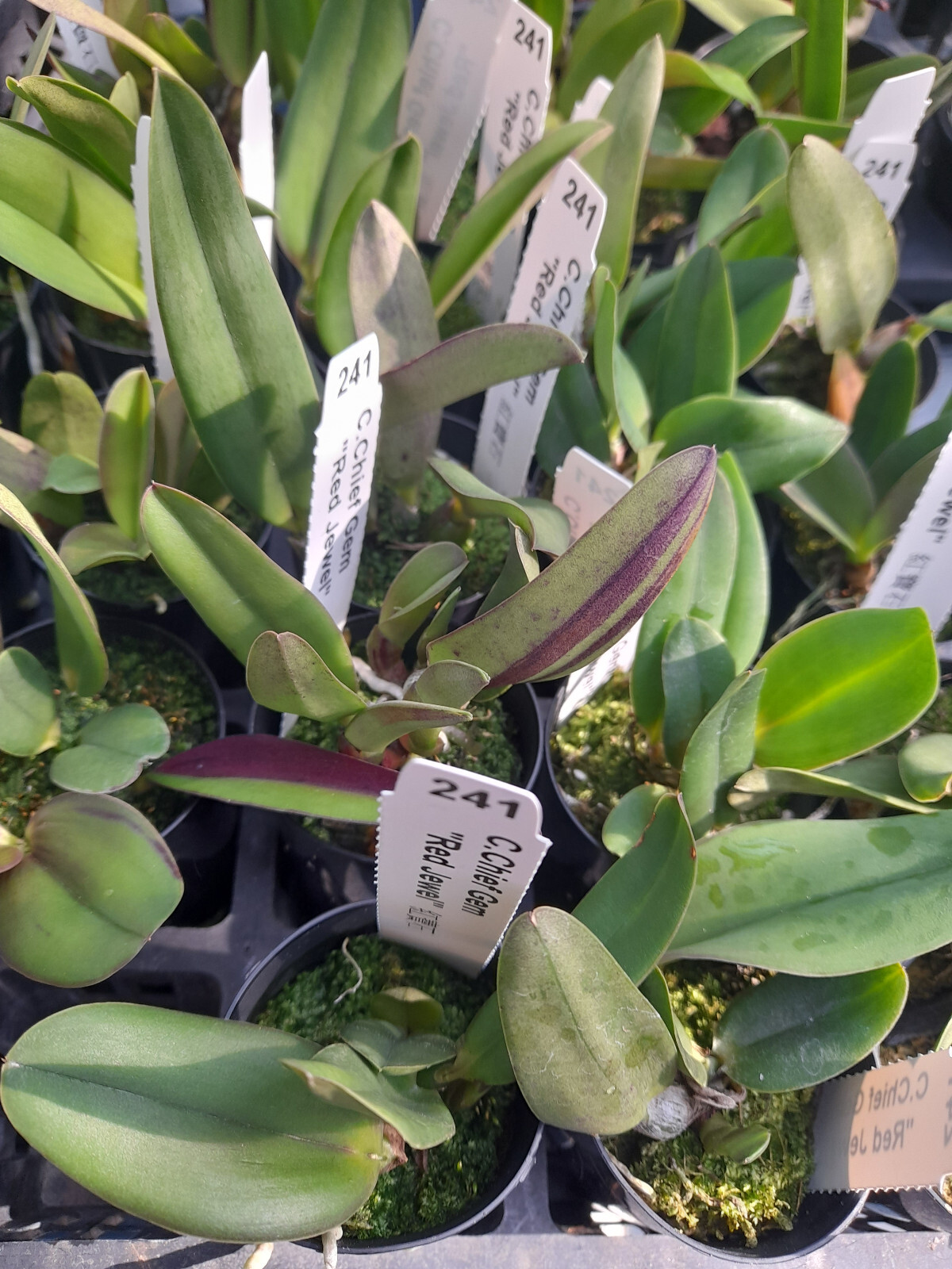 FPOrchids Cattleya C. Chief Gem 'Red Jewel' | eBay