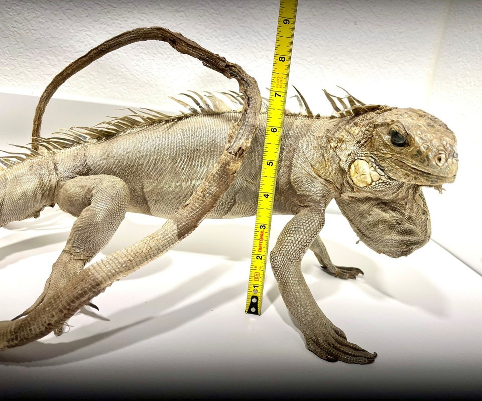 Vintage Taxidermy Iguana REPTILE Rare Folk Art nice example and pose | eBay