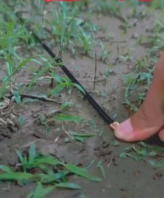 2Pcs Chicken Duck Bird Steel Wire Rope Foot Buckle Anti Running Foot ...