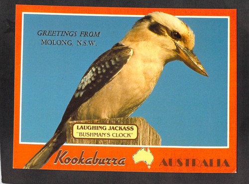 B5415 Australia Birds Kookaburra Molong NSW greetings ICP postcard ...