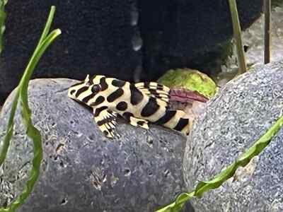 Cutest Fish ever L134 Leopard Frog Pleco 4-6cm 1 fish High Quality USA ...