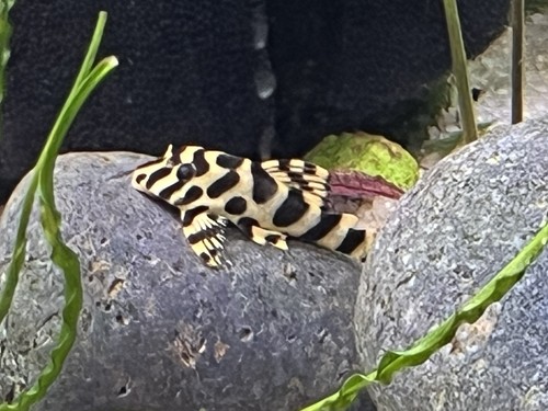 Real Stunners! L134 Leopard Frog Pleco 4-6cm (1 fish) High Quality USA ...