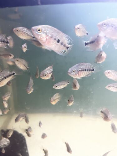 Live Bass Fish for sale | eBay