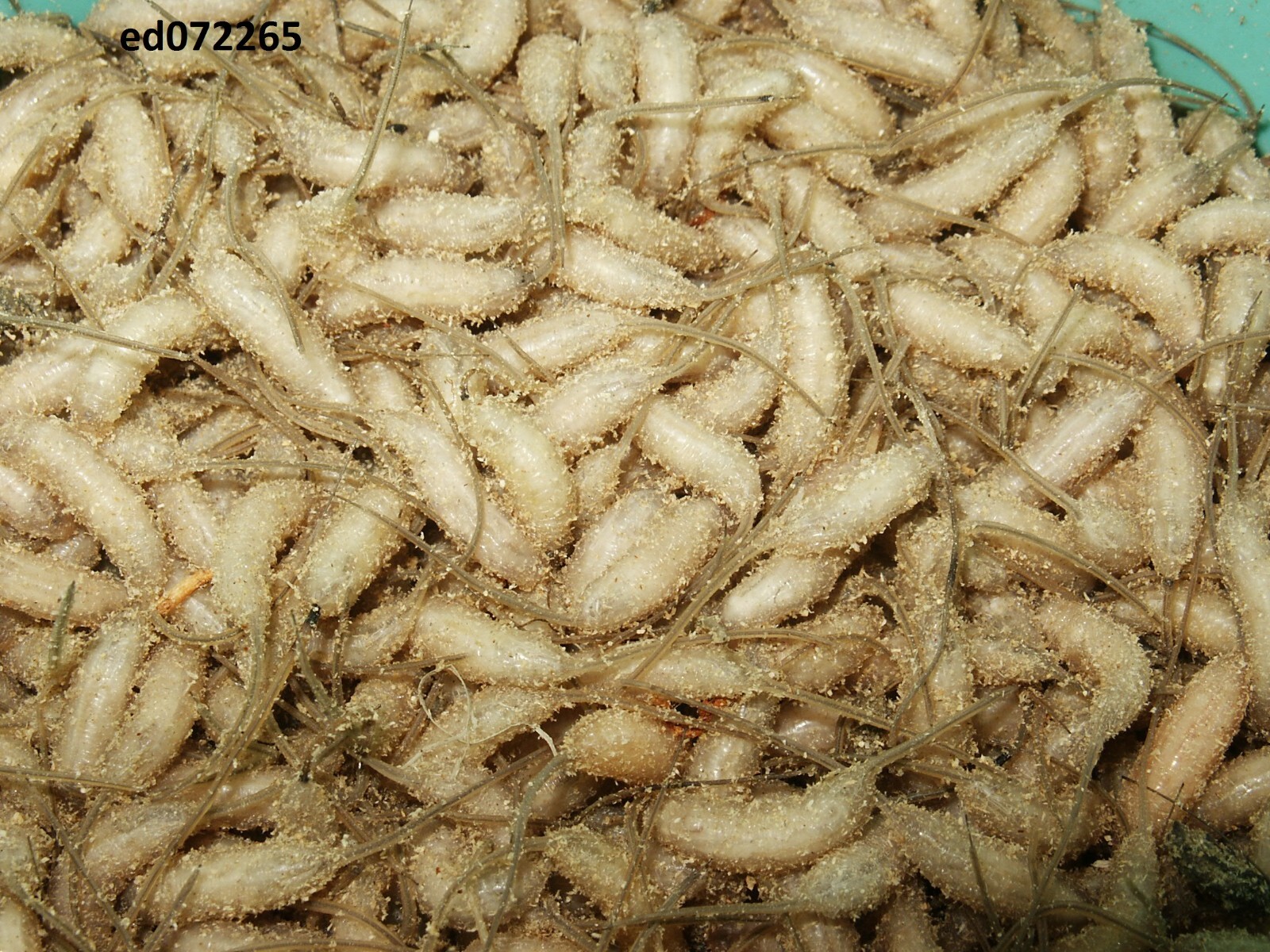 500. count. mousies.mousees. grubs. Maggots. Fishing, Ice Fishing, Live ...