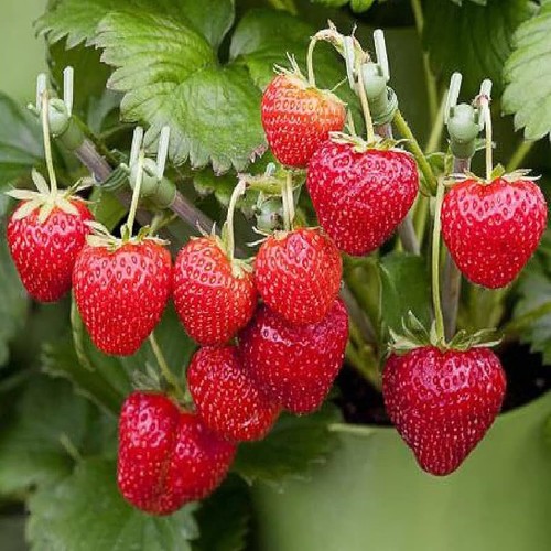 STRAWBERRY TEMPTATION SEEDS Fruits Vegetable Seeds Temptation ...