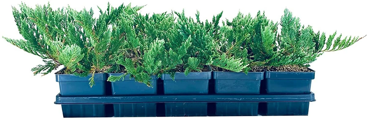 Juniperus Horizontalis Blue Chip