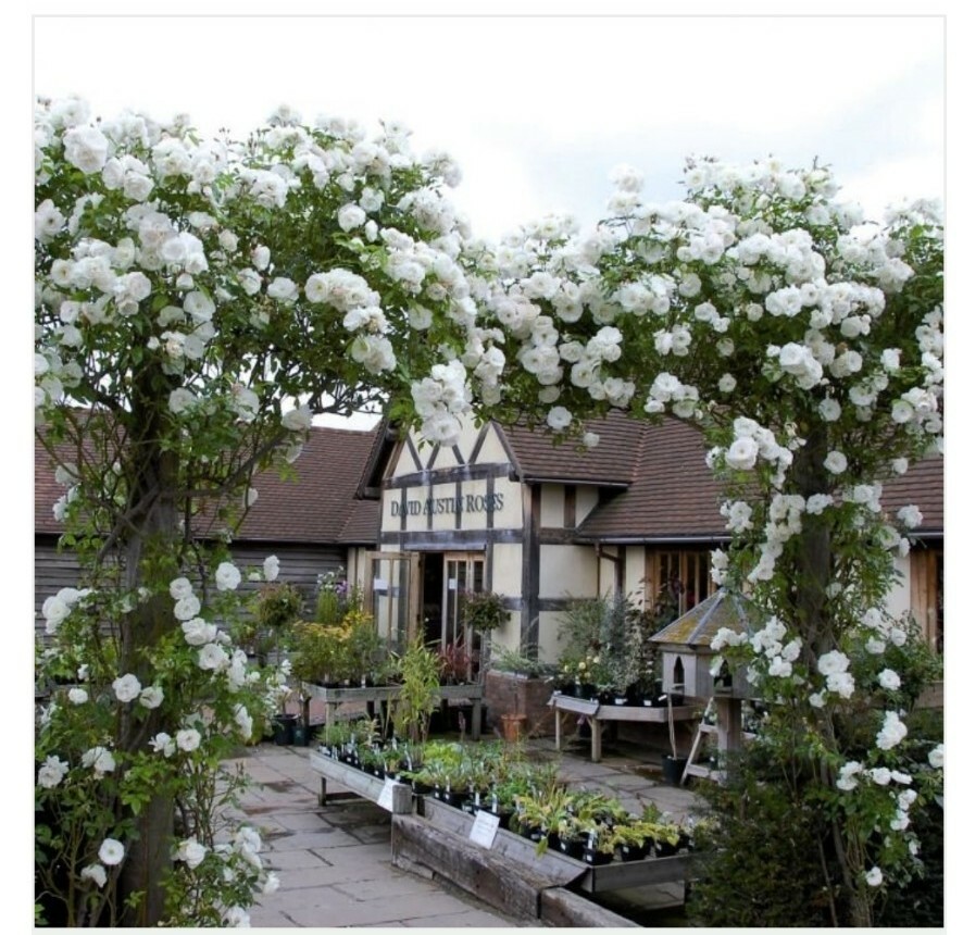 Iceberg Climbing Rose