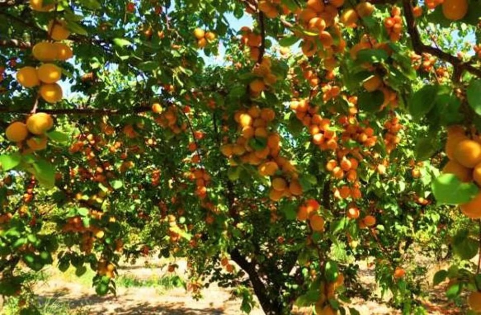 2 (Two) Cold Hardy Apricot Live Trees (3-4 feet Tall, Bare root ...