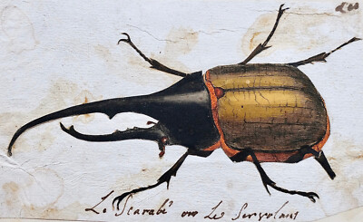 Antoine Roux - Painting Original - Watercolour - Beetle 4 | eBay Australia
