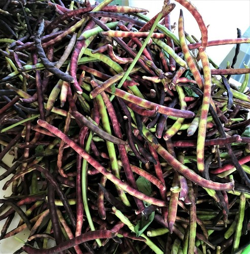 TOP PICK Pinkeye Purple Hull Peas 500+~4oz Seed Southern Cowpea ...