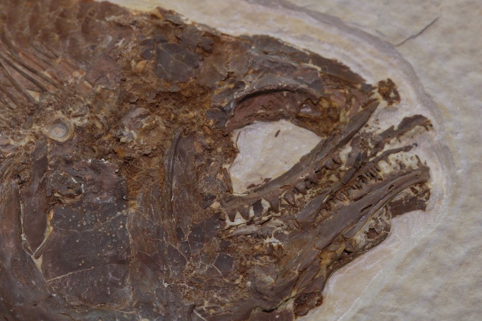 Rare 8.4" Superb Fish Eohiodon Hiodon Mooneye Fossil Lake Wyoming WY ...