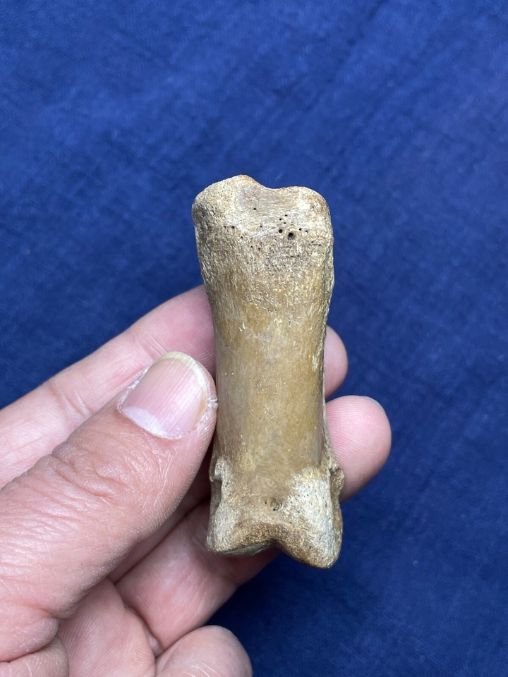 26g Ice Age mammal Toe bone specimen Pleistocene | eBay