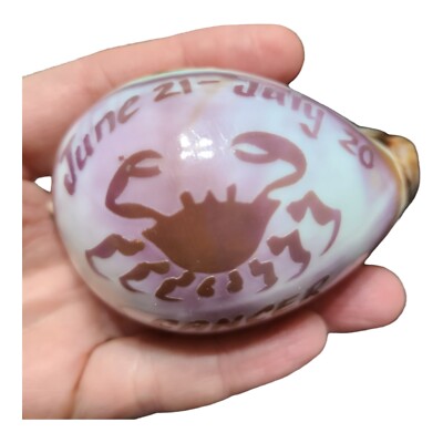 Hand Carved Tiger Cowrie Shell Cancer Zodiac Sign Vintage Seashell ...