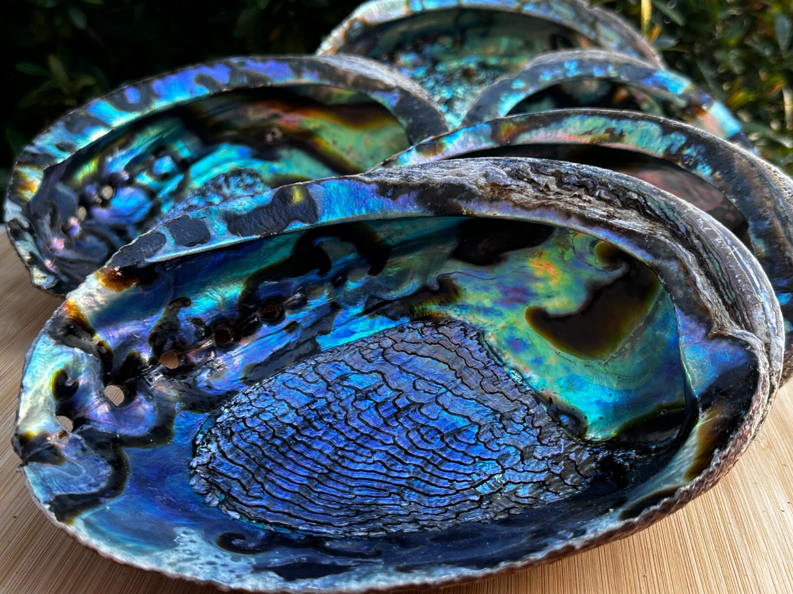 Jumbo Abalone Shell 7-8", Huge Seashell Incense Burner, Smudge Bowl ...