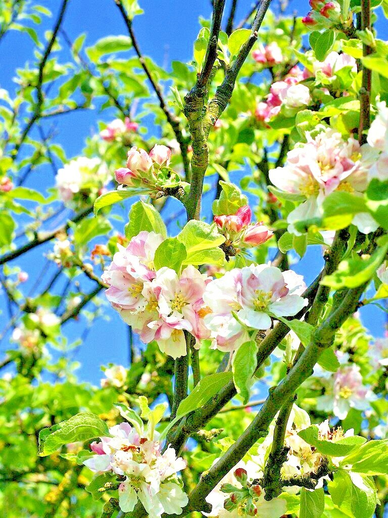 Blooming Apple Tree Wallpaper