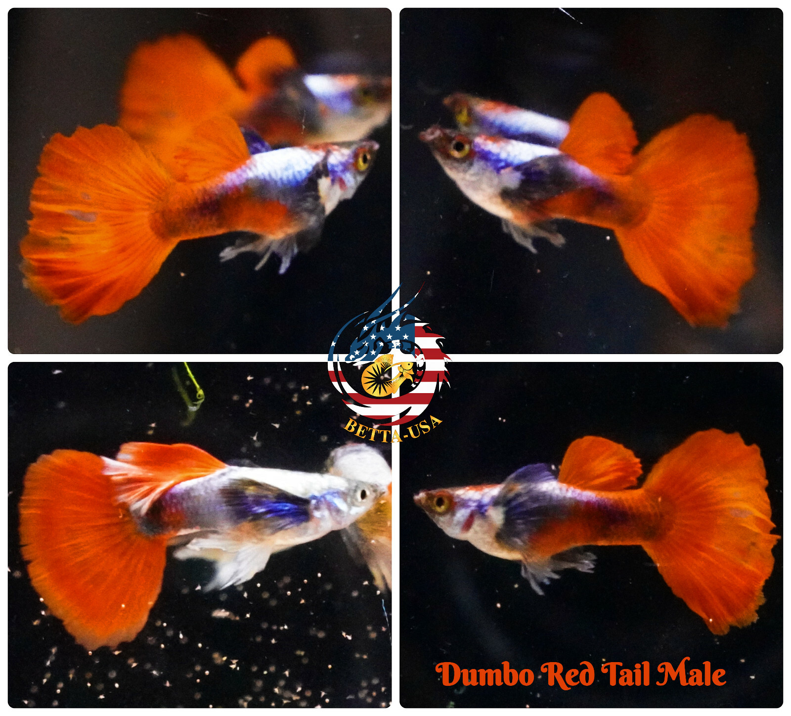 Male Only - Live Aquarium Guppy Fish High Quality - Dumbo Red Tail | eBay